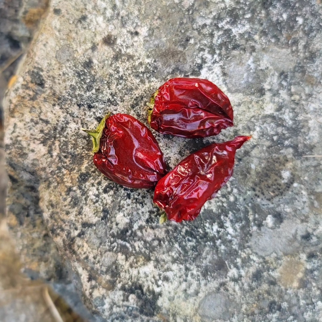 How To Grow And Make Paprika – Never Free Farm